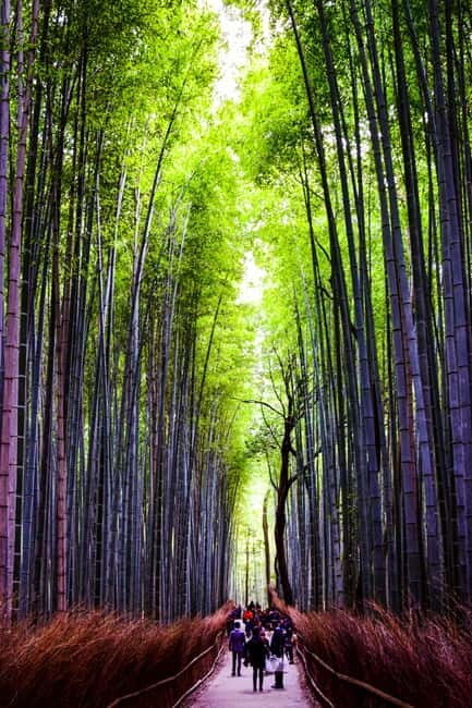 Osaka, Nara and Kyoto Day Trip with English Speaking Driver - Practical Aspects and Logistics
