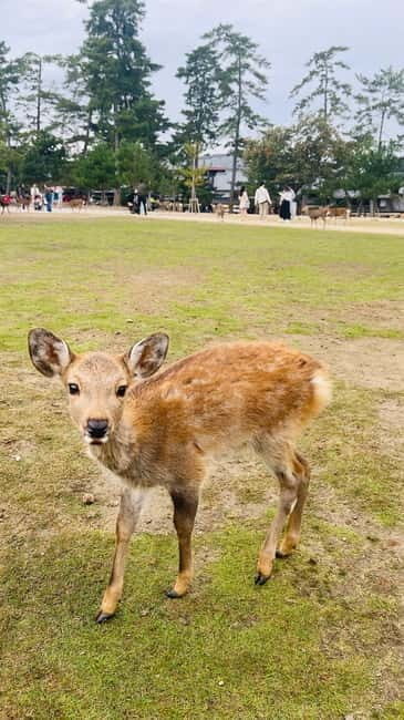 Osaka & Nara: Private Tour with English speaking guide - An In-Depth Look at This Private Japanese Tour