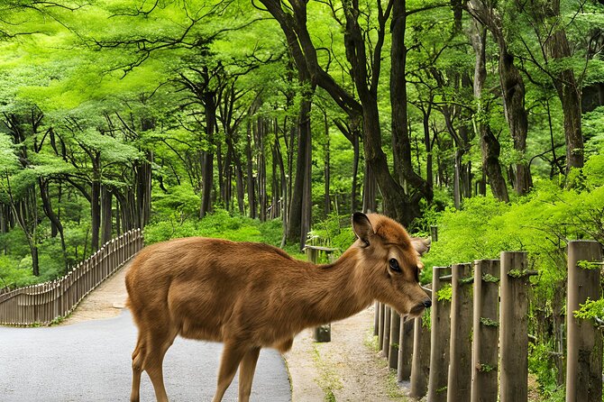 Osaka or Kyoto Private Day Tour With English Driver Free Pickup - Exploring Kyotos Highlights