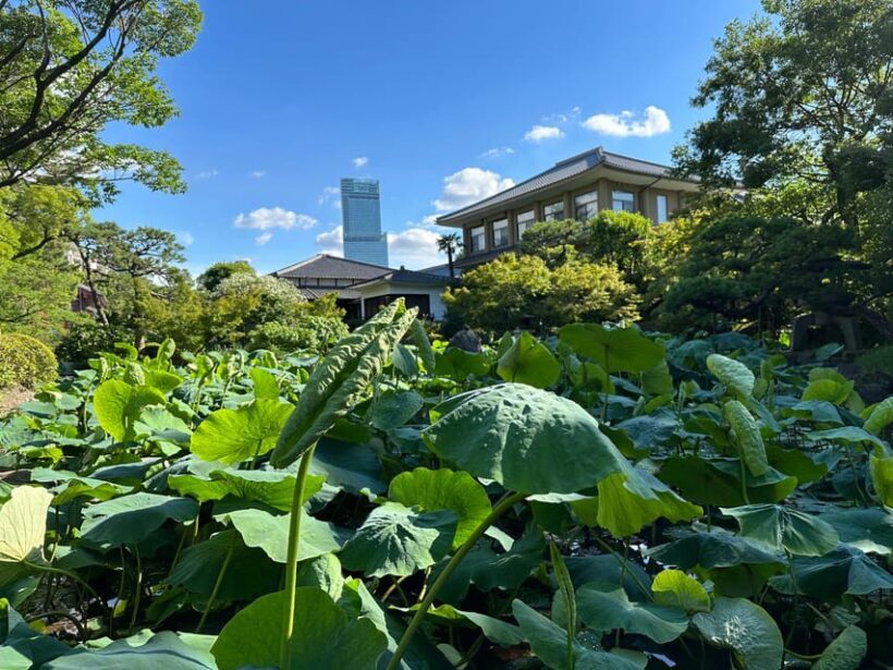 Osaka: Private Tour of Shitennoji, Osaka's Oldest Temple - The Sum Up