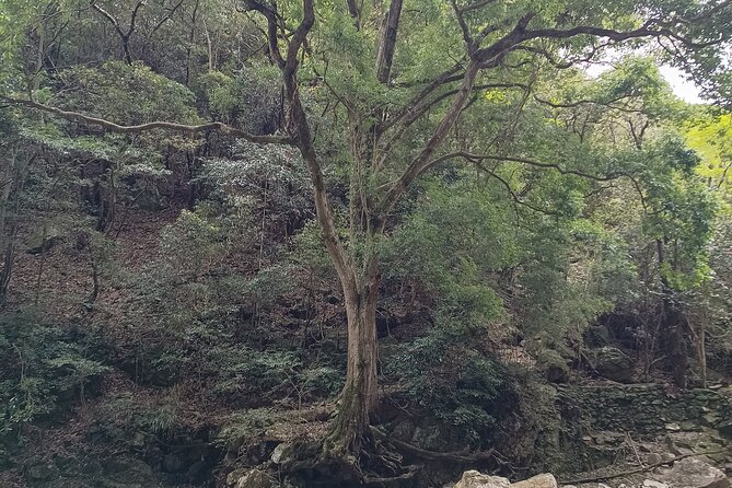 Osaka River Rapids Hike and Natural Hot Spring Tour - Cancellation and Booking
