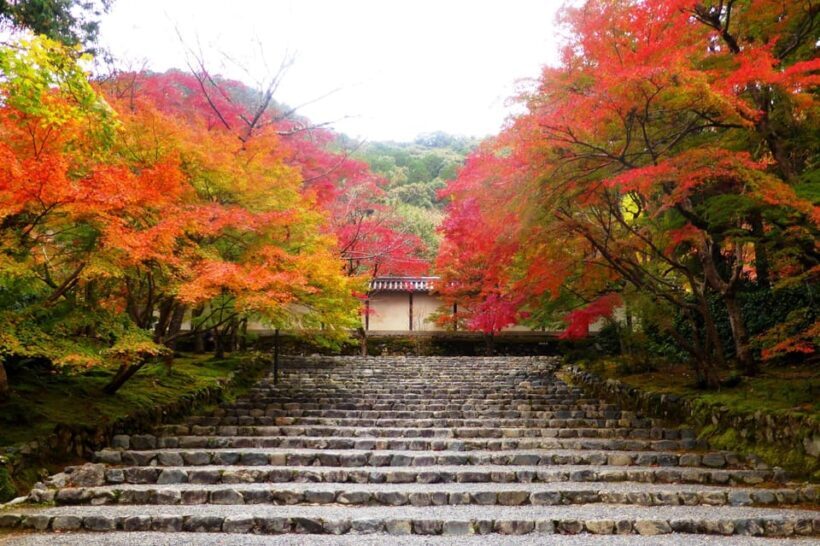 Osaka to Kyoto: Arashiyama Bamboo Grove Small Group Tour - FAQ