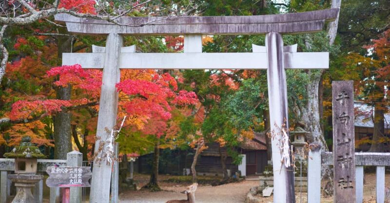 Osaka to Nara: Private Day Trip With a Local - Pricing and Booking Details