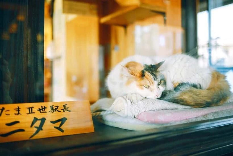 Osaka: Wakayama Cat Train, Seafood market, Hot Springs Tour - Final Thoughts: Who Will Love This Tour?