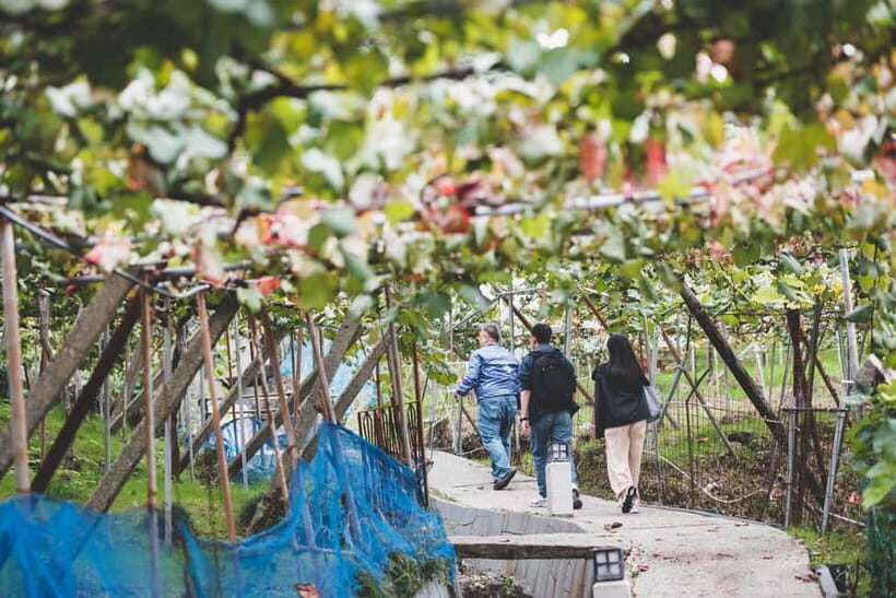 Osaka Winery Tour with Wine Tasting & Vineyard Walk - A Closer Look at the Itinerary and What You’ll Experience