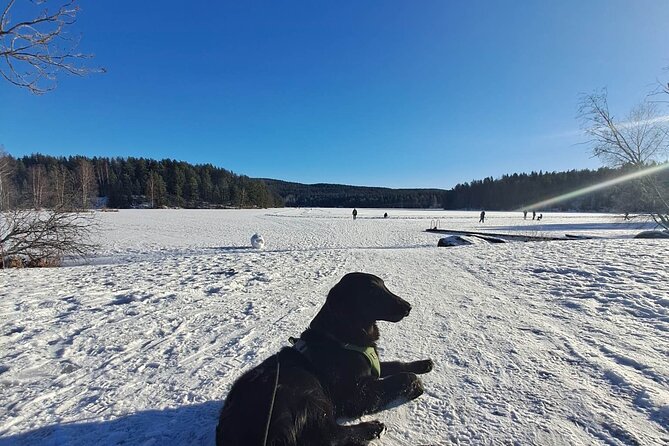 Oslo: Scenic Hike With Local Guide & Dog - Mini Group Adventure - Meeting Point and Transportation