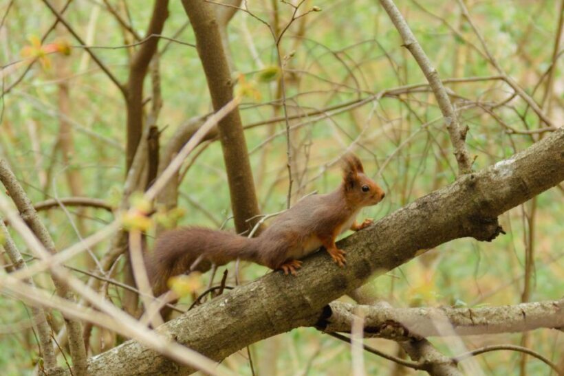 Oslo: Skjennungstoppen Wildlife Forest Hiking Tour - An In-Depth Look at What to Expect