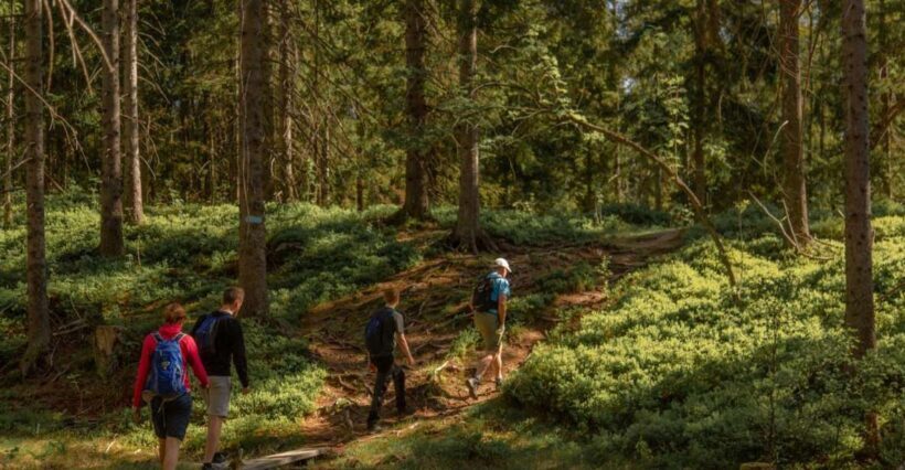 Oslo: Skjennungstoppen Wildlife Forest Hiking Tour - Authenticity & Local Experience