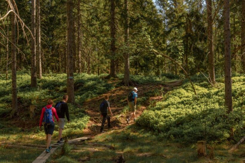 Oslo: Skjennungstoppen Wildlife Forest Hiking Tour - Final Thoughts: Is This Tour Right for You?