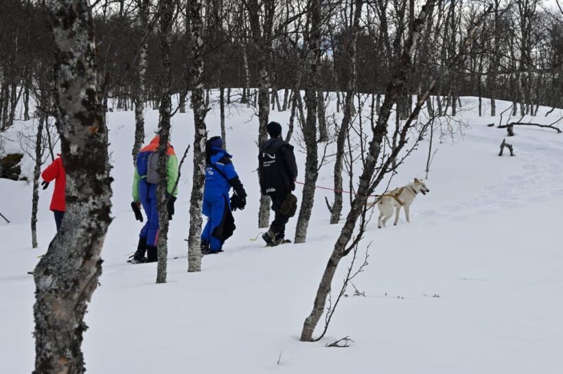 Oslo: Snowshoeing in the Forest with Norwegian BBQ - Why This Tour Is a Great Choice