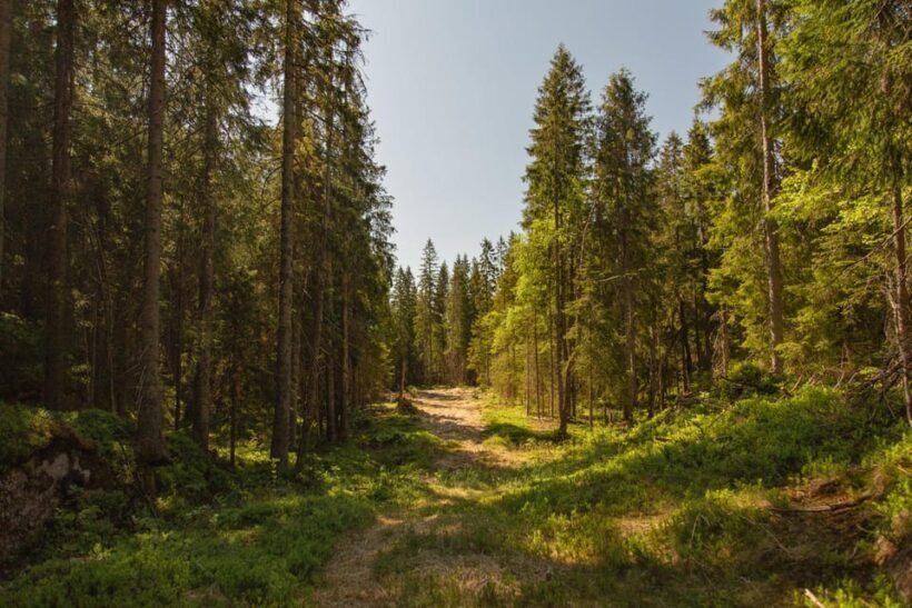 Oslo: The Spectacular Holmenkollen Walk - The Itinerary in Detail