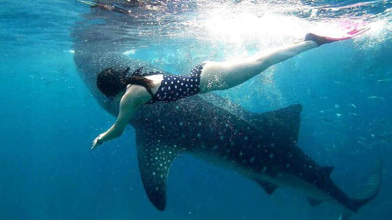 Oslob Cebu: Whale Shark Watching Day Tour - The Detailed Itinerary Breakdown