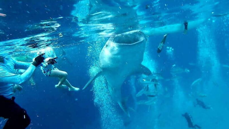 Oslob Cebu: Whale Shark Watching Day Tour - What’s Included and What’s Not