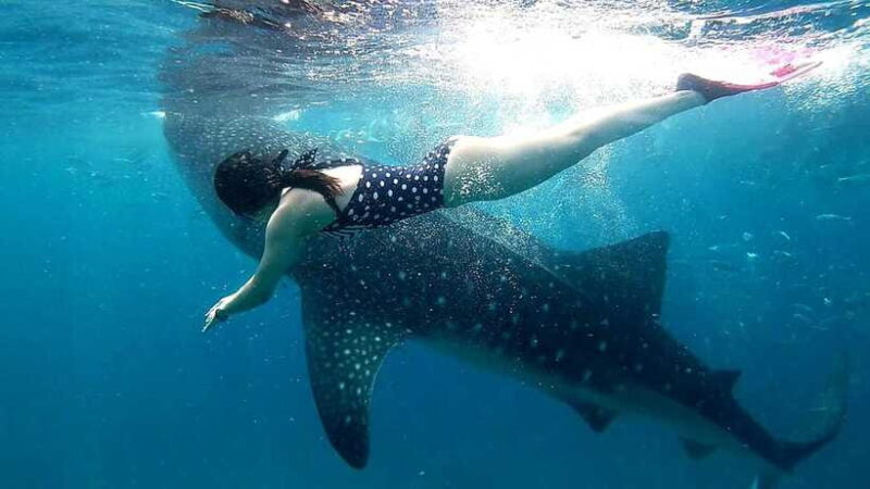 Oslob Cebu: Whale Shark Watching Day Tour - Final Thoughts