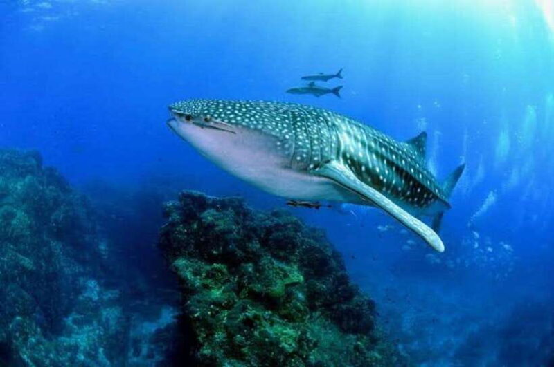 Oslob Cebu: Whaleshark Scuba Diving & Sumilon Sanctuary - Key Points