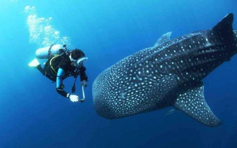 Oslob Cebu: Whaleshark Scuba Diving & Sumilon Sanctuary - The Practicalities and What to Bring