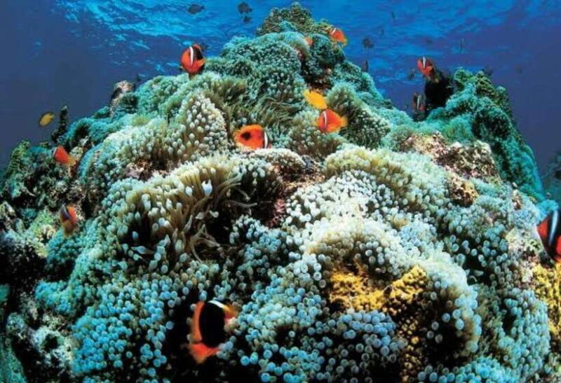 Oslob Cebu: Whaleshark Scuba Diving & Sumilon Sanctuary - Who This Tour Is Best For