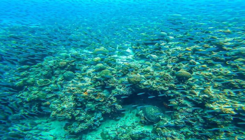 Oslob: Sumilon Sand Bar, Whale Sharks & Sardines Snorkeling - FAQ