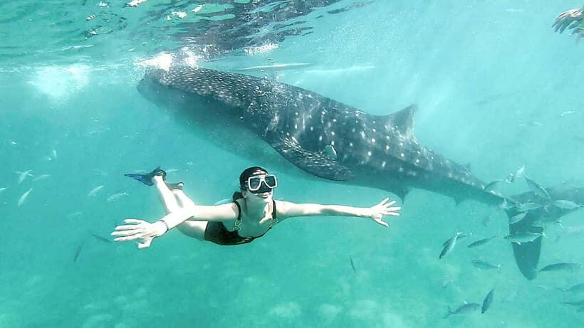 Oslob Whale Shark, Aguinid Falls & Moalboal Snorkeling - Key Points