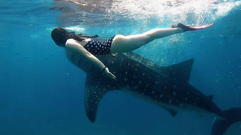 Oslob Whale Shark, Aguinid Falls & Moalboal Snorkeling - An In-Depth Look at the Itinerary