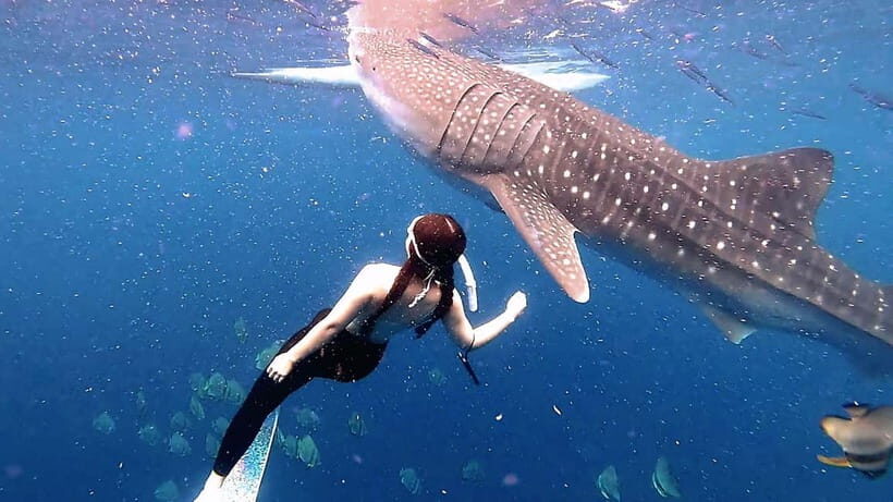 Oslob Whale Shark, Aguinid Falls & Moalboal Snorkeling - The Experience and What Travelers Say