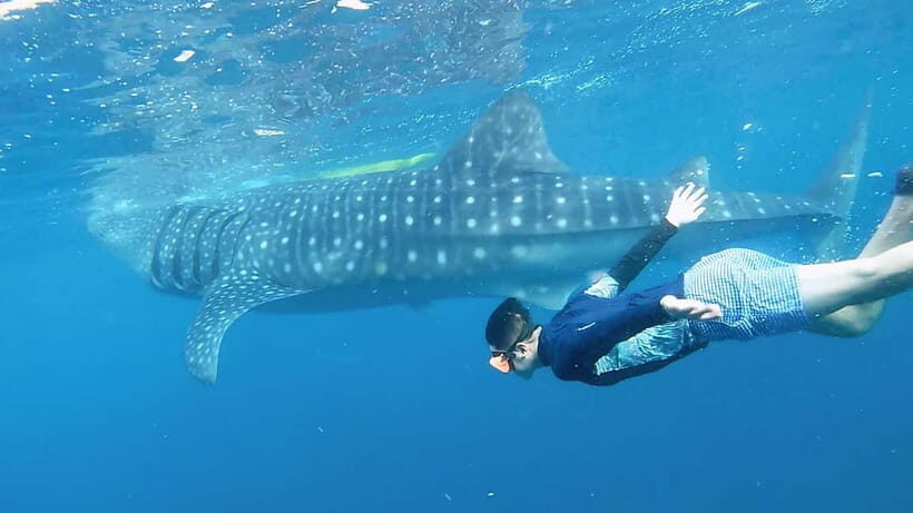 Oslob Whale Shark, Aguinid Falls & Moalboal Snorkeling - Practical Tips for Travelers
