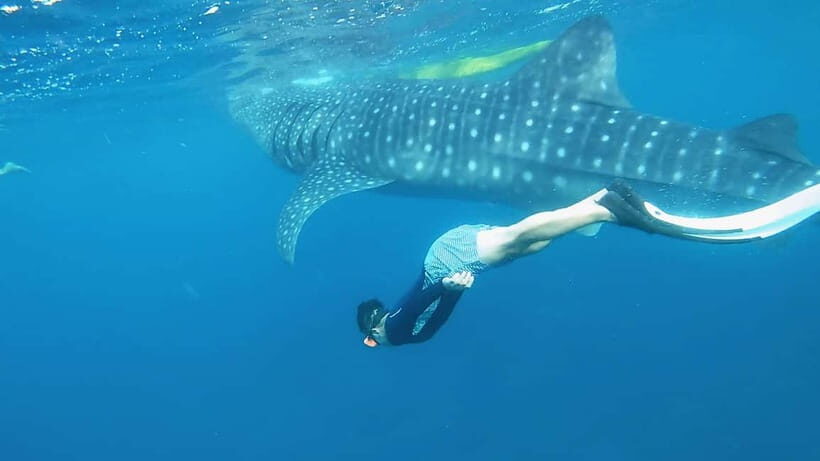 Oslob Whale Shark, Aguinid Falls & Moalboal Snorkeling - Who Will Love This Tour?