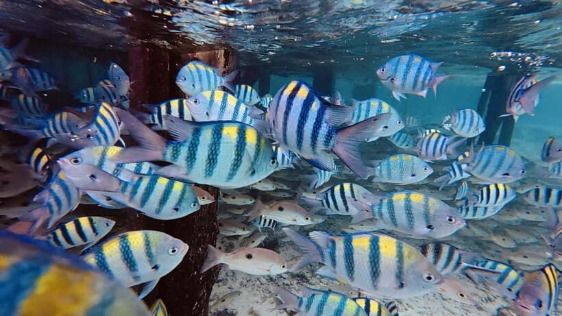 Oslob Whale Shark, Aguinid Falls & Moalboal Snorkeling - Final Thoughts