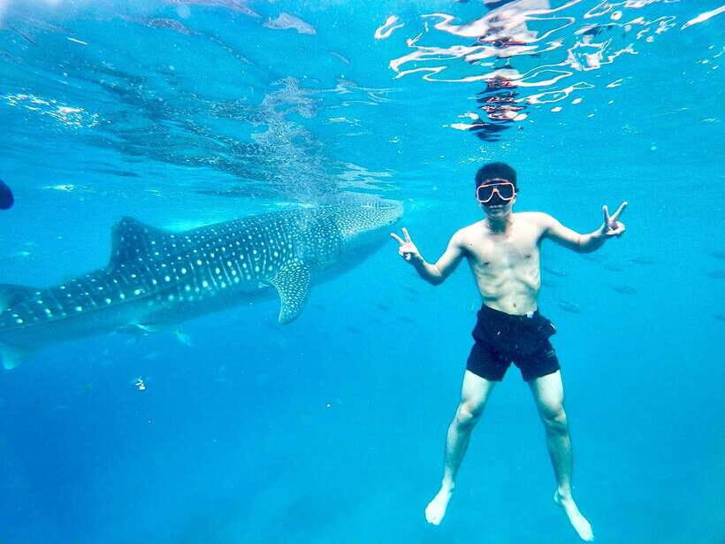 Oslob Whale Shark Direct - Exploring Cebu’s Highlights: What to Expect from the Oslob Whale Shark Tour