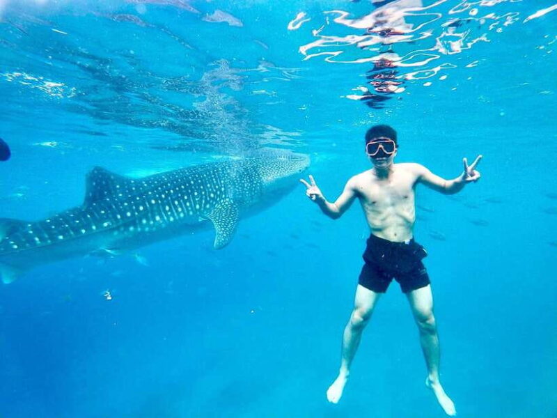 Oslob Whale Shark Direct - The True Value of This Tour