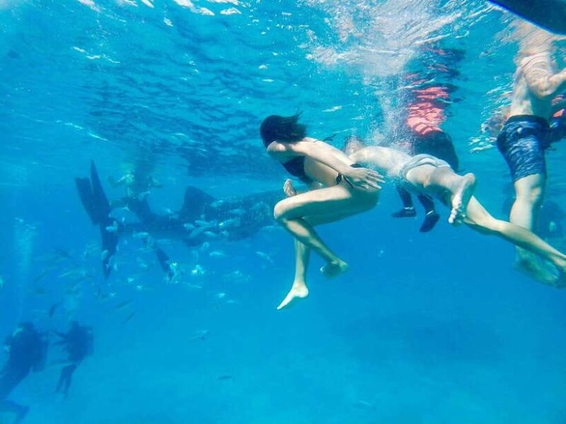 Oslob Whale Shark Direct - Practical Tips for the Tour