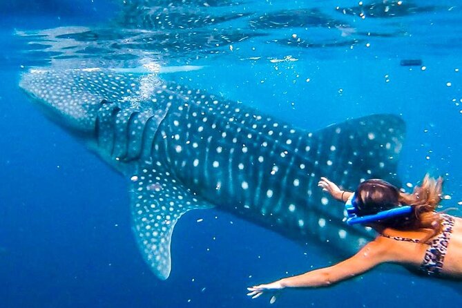 Oslob Whale Shark Encounter, Moalboal Turtles & Monkey Sanctuary - What Sets This Tour Apart