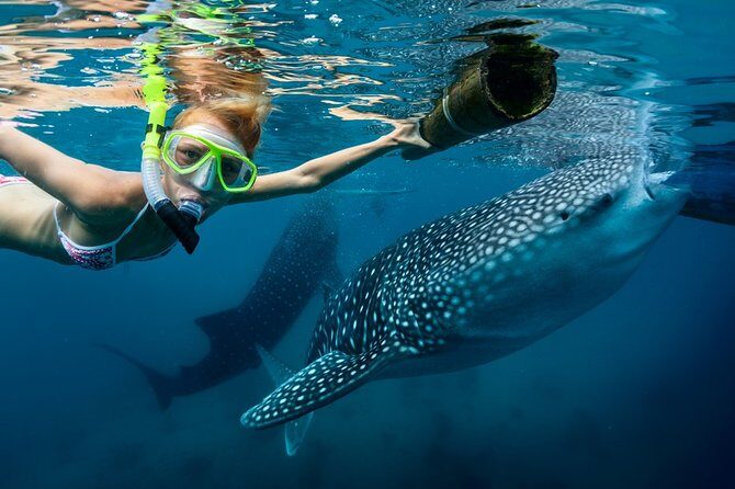 Oslob Whale Shark Snorkeling & Kawasan Canyoning Tour - Key Points