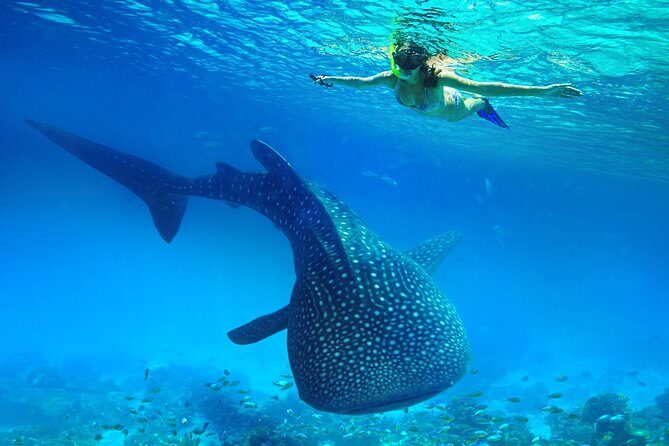 Oslob Whale Shark Snorkeling & Kawasan Canyoning Tour - A Practical Guide to the Tour Experience