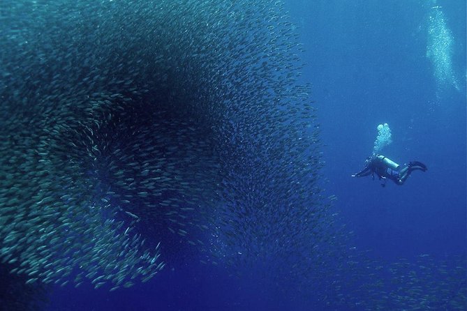 Oslob Whale Shark Snorkeling & Pescador & Sardine Run & Turtle - The Value and Who Will Love This Tour