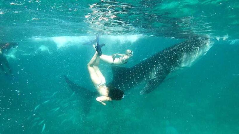 Oslob: Whale Shark Swim & Aguinid Falls Canyoneering Tour - The Value of This Experience