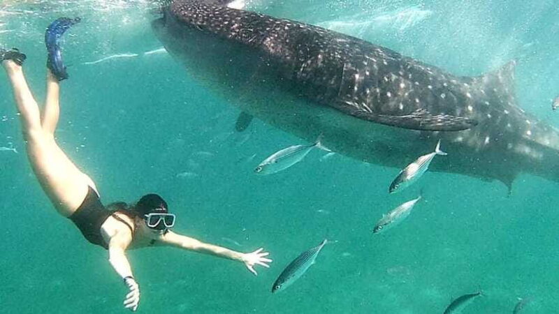 Oslob: Whale Shark Swim & Aguinid Falls Canyoneering Tour - Final Thoughts