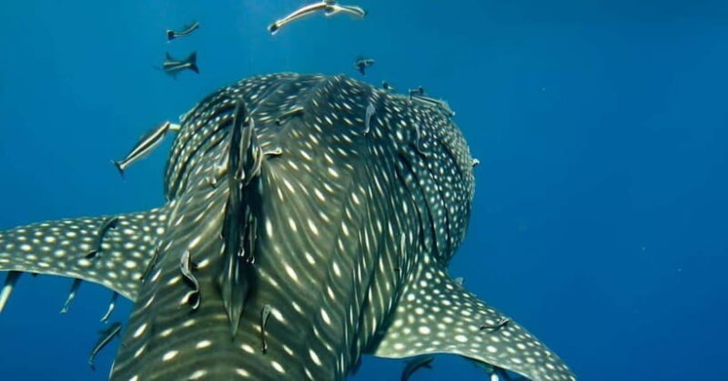 Oslob: Whale Shark Swim & Snorkeling Experience Tour - Detailed Breakdown of the Itinerary