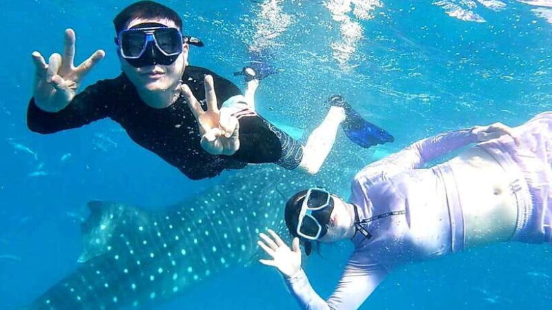 Oslob: Whale Shark Swim & Snorkeling Experience Tour - The Practical Side: Price, Inclusion, and What You Get