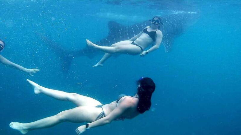 Oslob: Whale Shark Swim & Snorkeling Experience Tour - Who Should Consider This Tour?