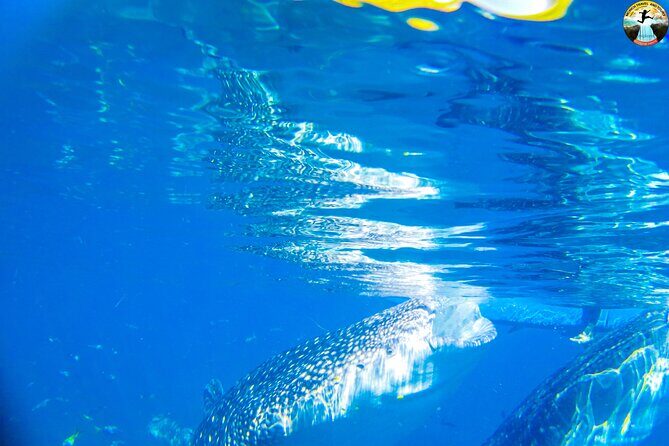 Oslob Whale Shark Swimming and Kawasan Falls Swimming Tour - What to Expect from the Tour