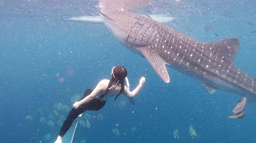Oslob Whale Shark Swimming & Kawasan Falls Canyoneering - Authentic Experiences and Real Feedback