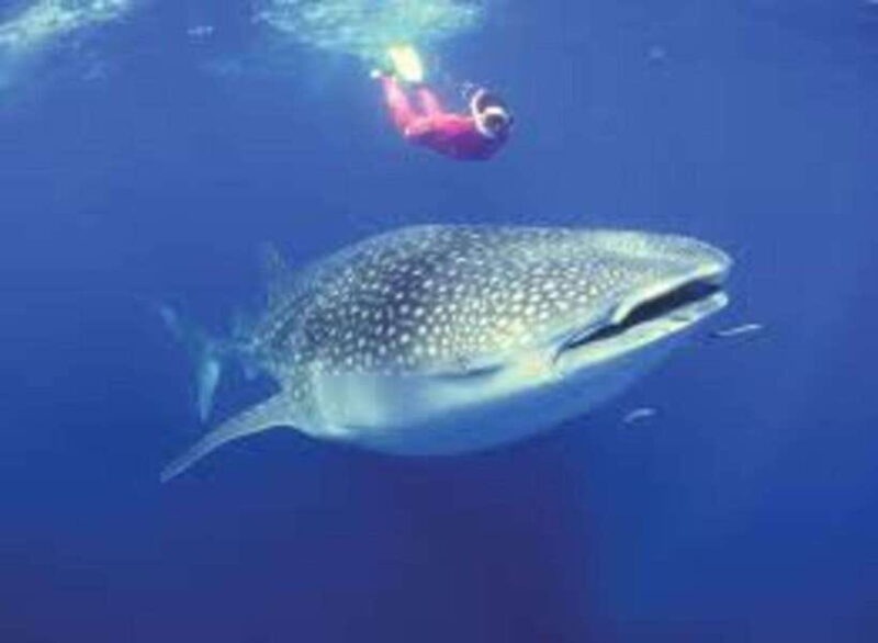 Oslob: Whale shark swimming, Tumalog Falls, Sumilon Sandbar - Who Will Enjoy This Tour?