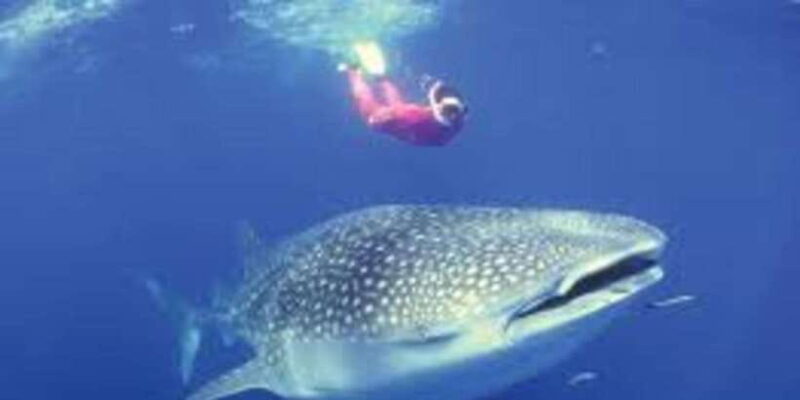 Oslob: Whale shark swimming, Tumalog Falls, Sumilon Sandbar - Final Thoughts