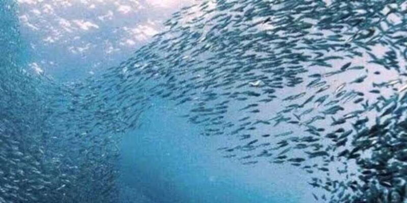 Oslob: Whale shark swimming, Tumalog Falls, Sumilon Sandbar - Frequently Asked Questions