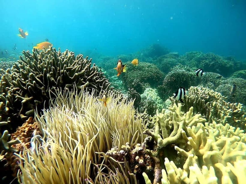 Oslob: Whale Shark Tour with Sumilon & Moalboal Snorkeling - Key Points