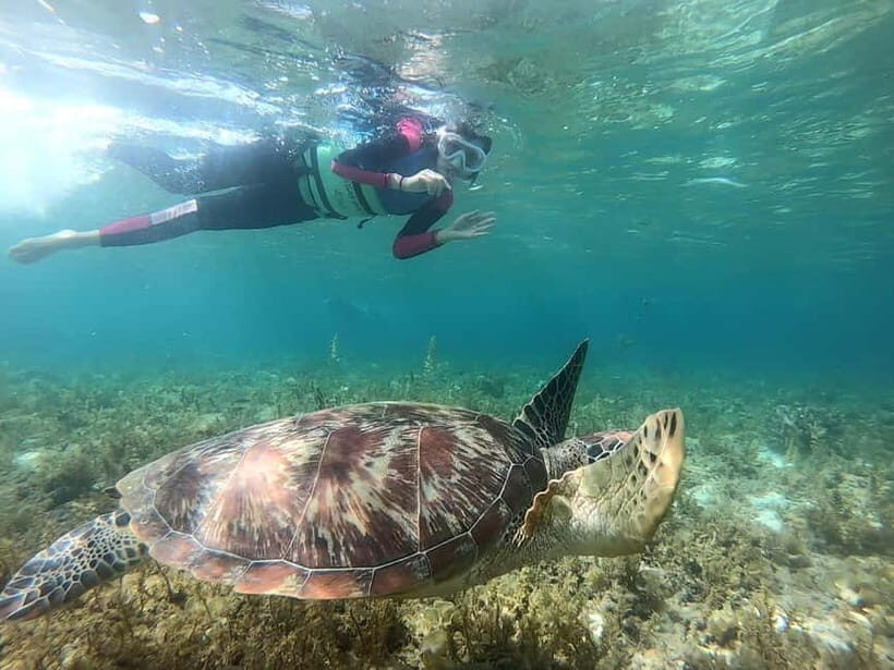 Oslob: Whale Shark Tour with Sumilon & Moalboal Snorkeling - The Itinerary: What You Can Expect