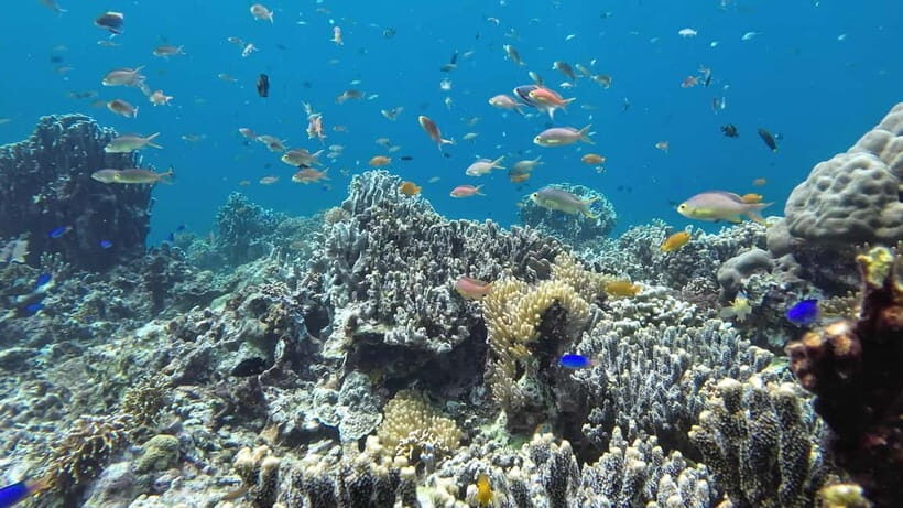 Oslob: Whale Shark Tour with Sumilon & Moalboal Snorkeling - Practical Tips for Travelers