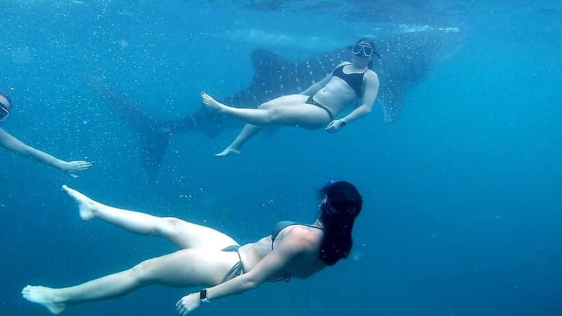 Oslob: Whale Shark Tour with Sumilon & Moalboal Snorkeling - Final Thoughts