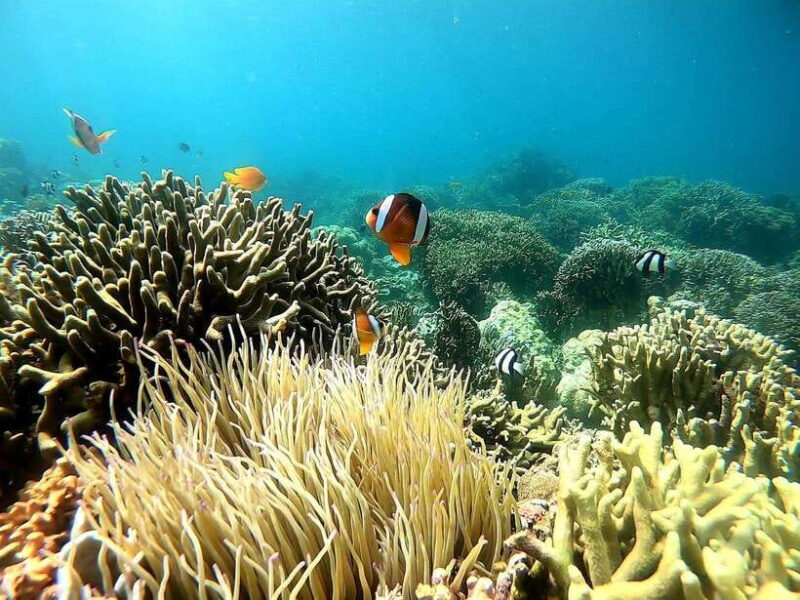 Oslob: Whale Shark Tour with Sumilon & Moalboal Snorkeling - FAQ